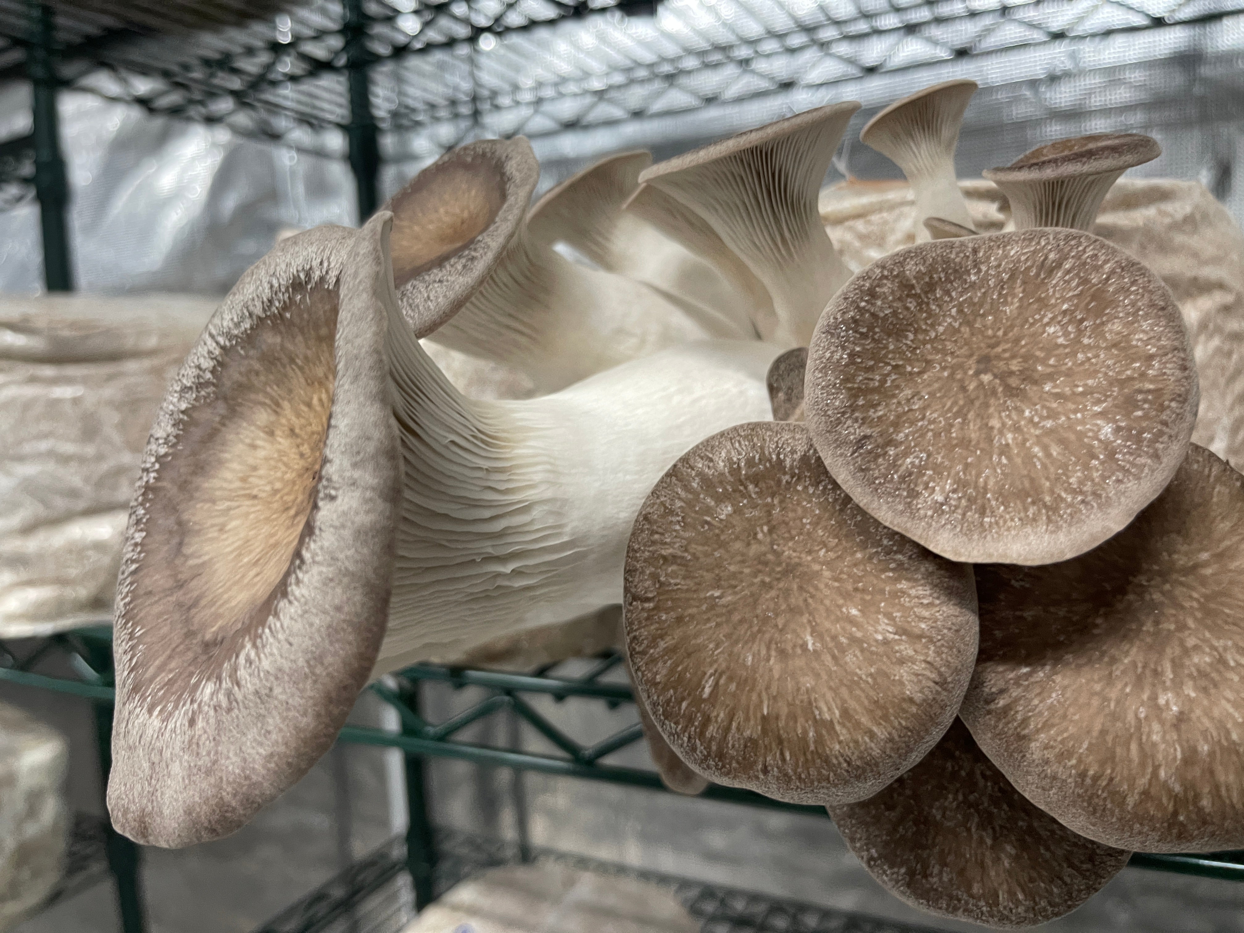 Fresh Black Pearl King Oyster Mushrooms – Cap Canopy Mushrooms